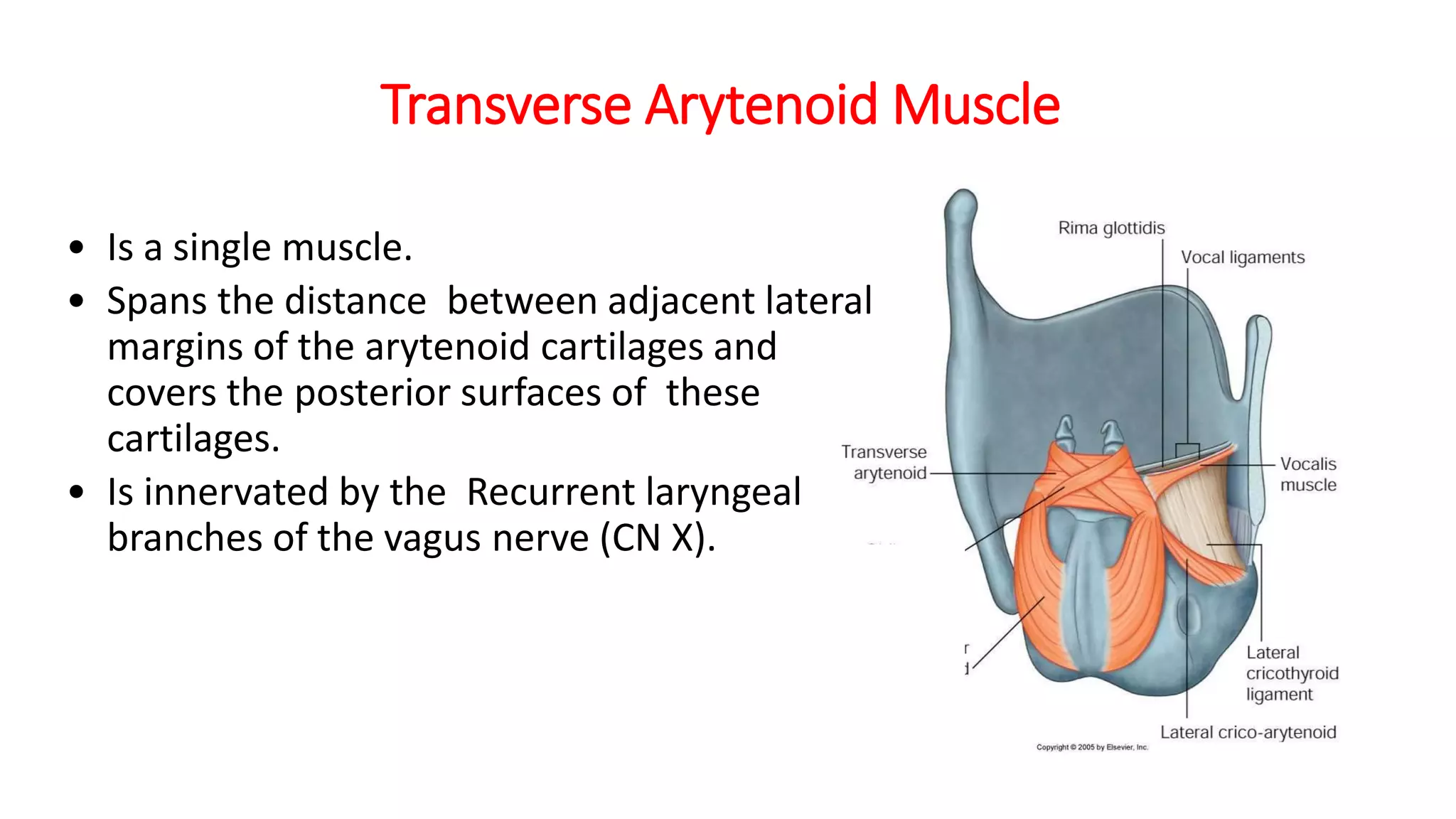 Anatomy of Larynx.pptx