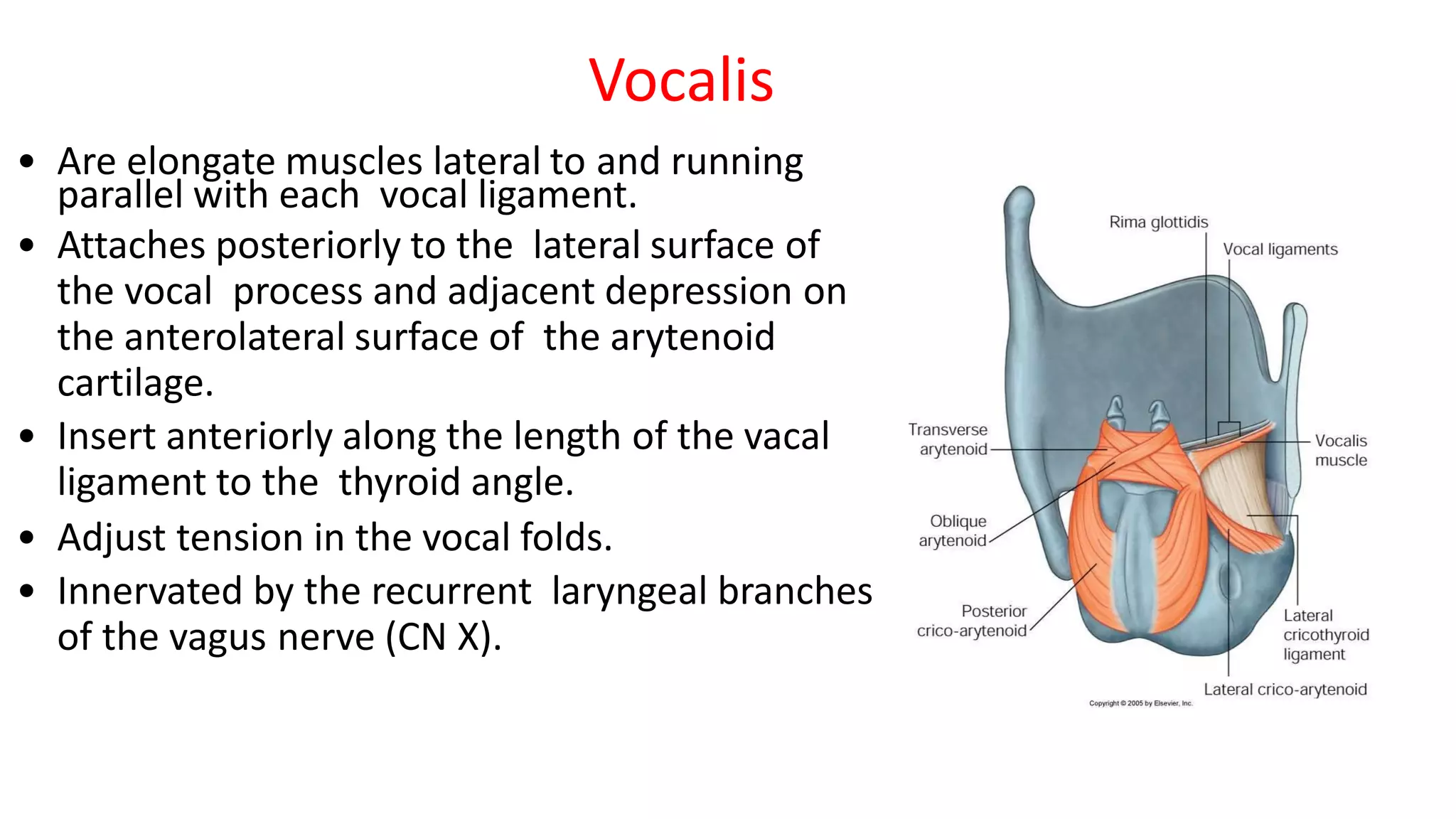 Anatomy of Larynx.pptx