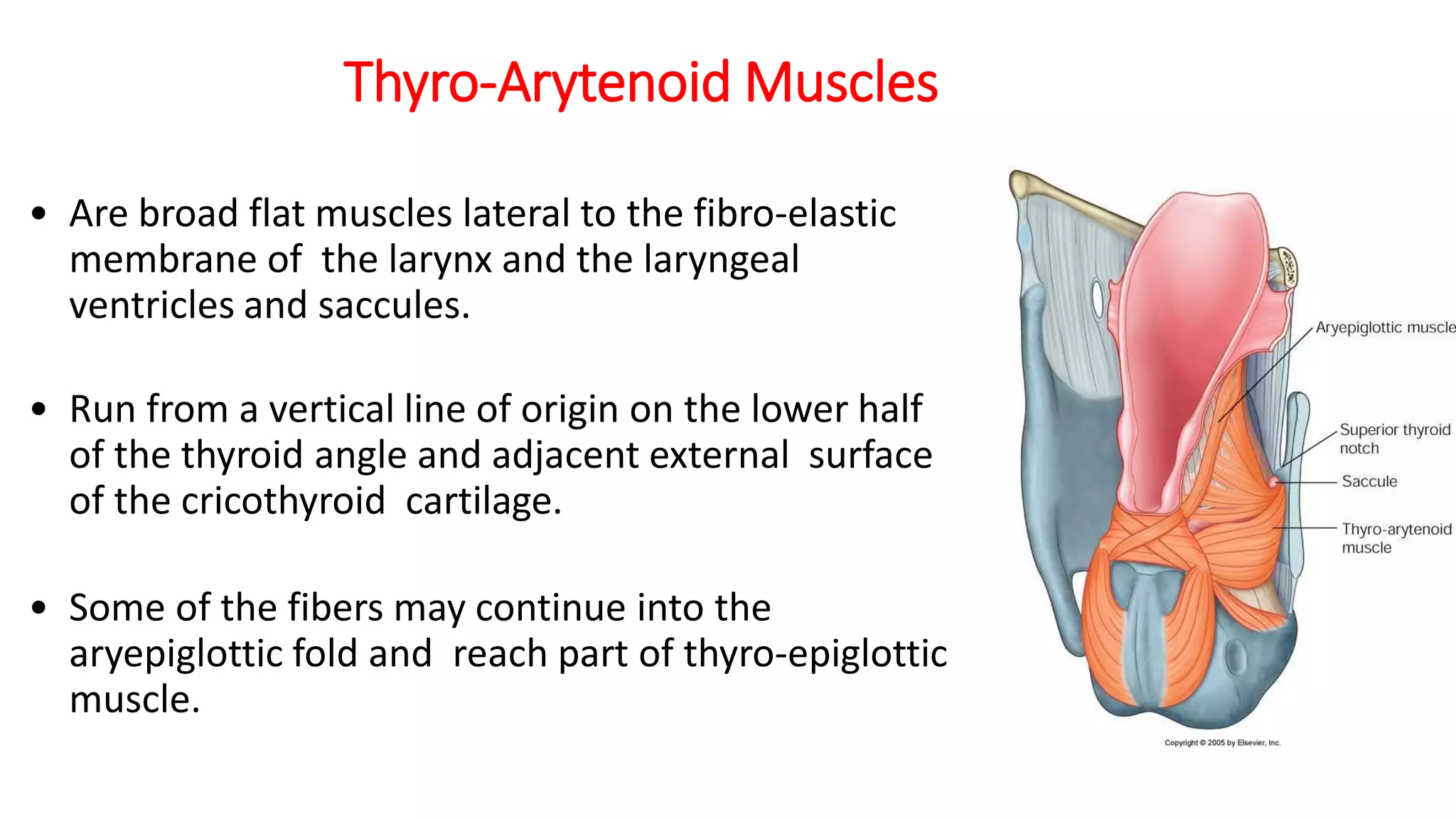 Anatomy of Larynx.pptx