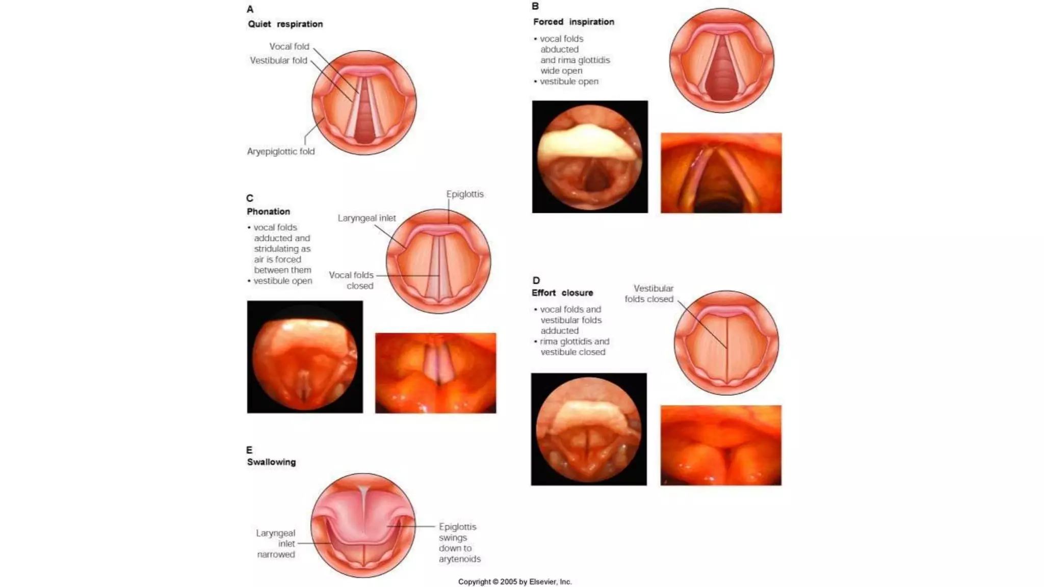 Anatomy of Larynx.pptx