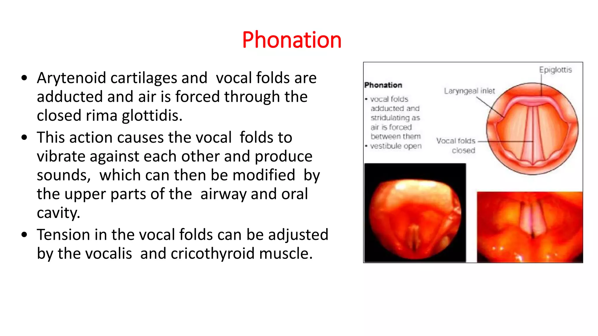 Anatomy of Larynx.pptx