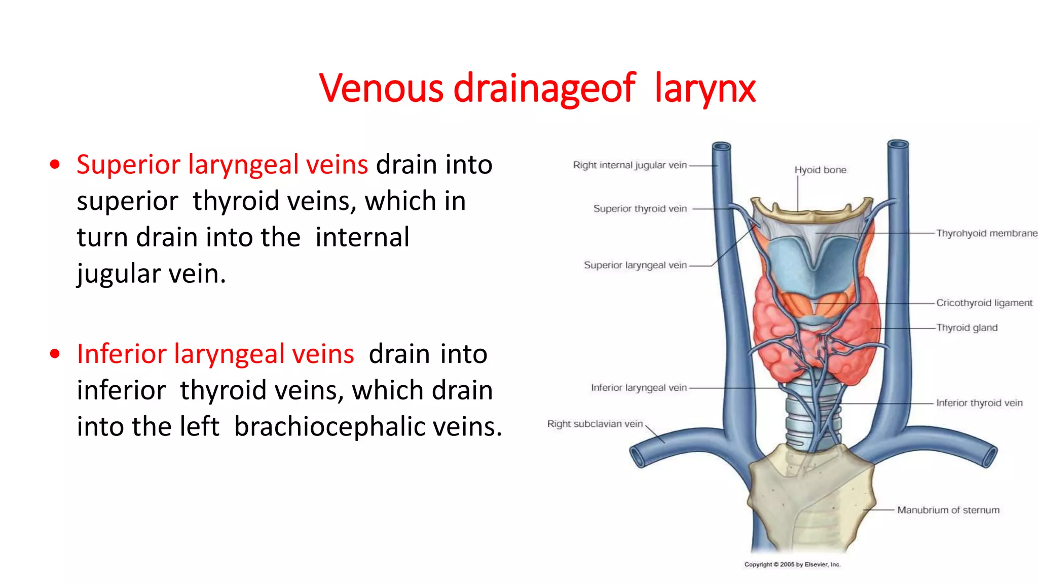 Anatomy of Larynx.pptx