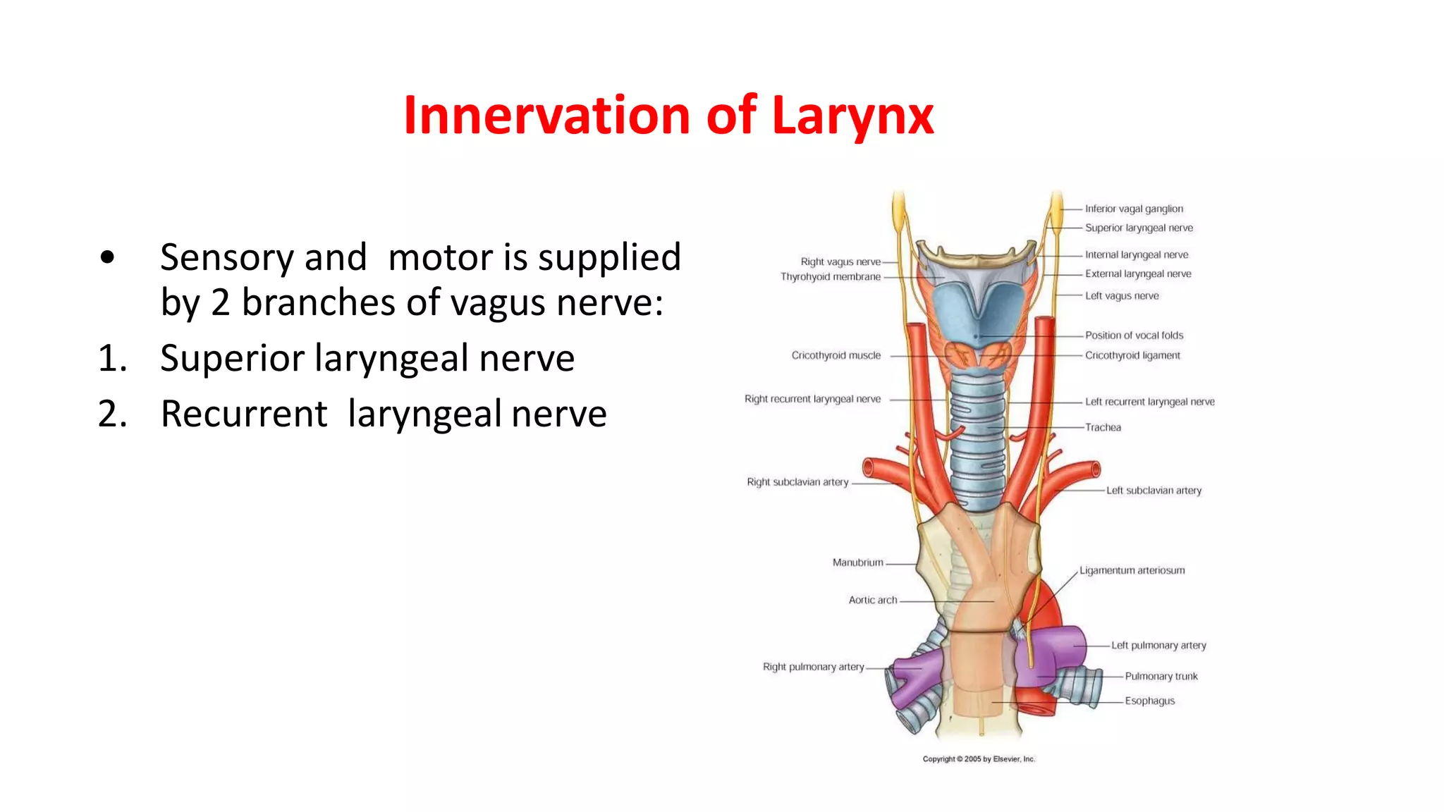 Anatomy of Larynx.pptx