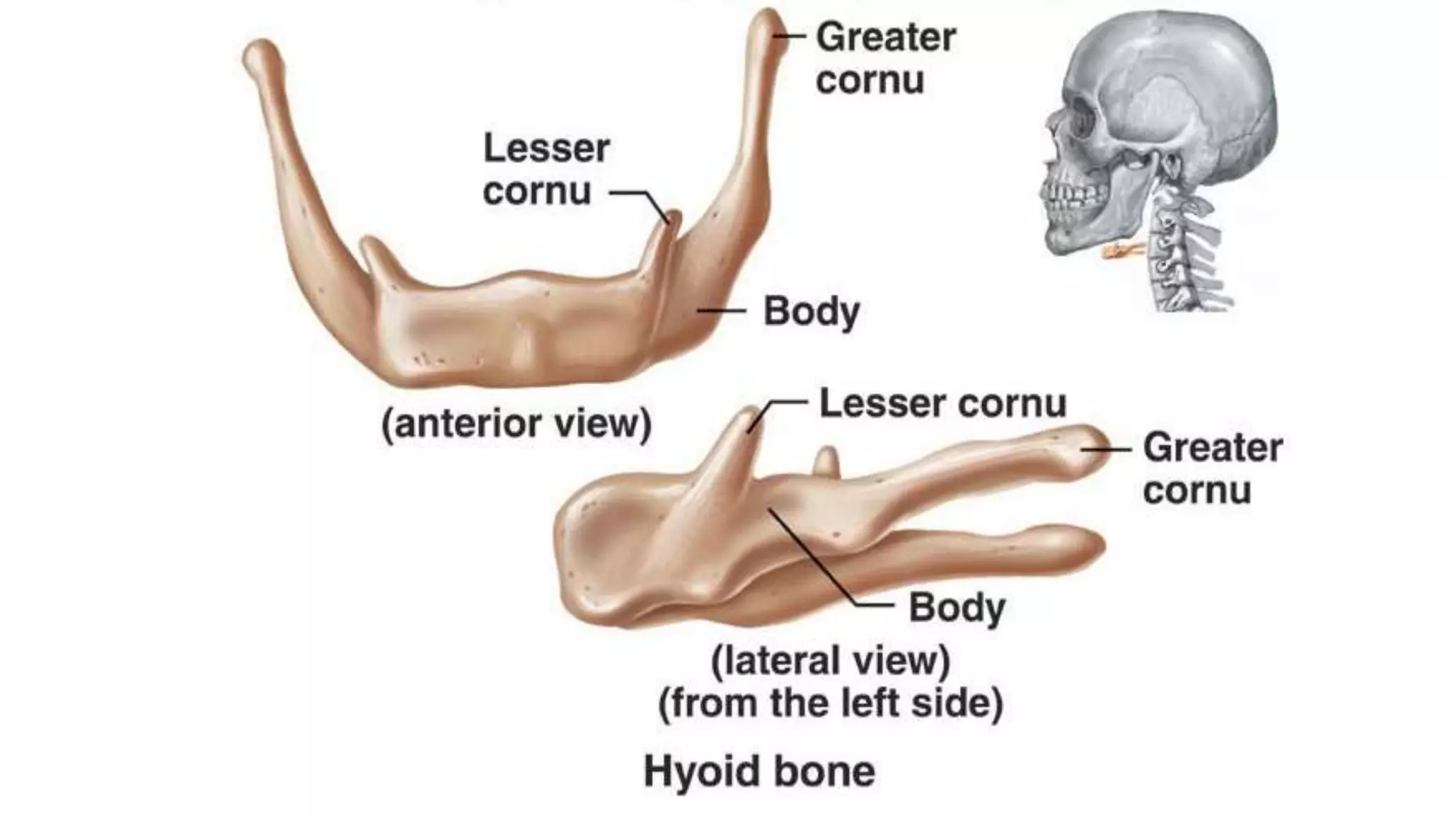 Anatomy of Larynx.pptx