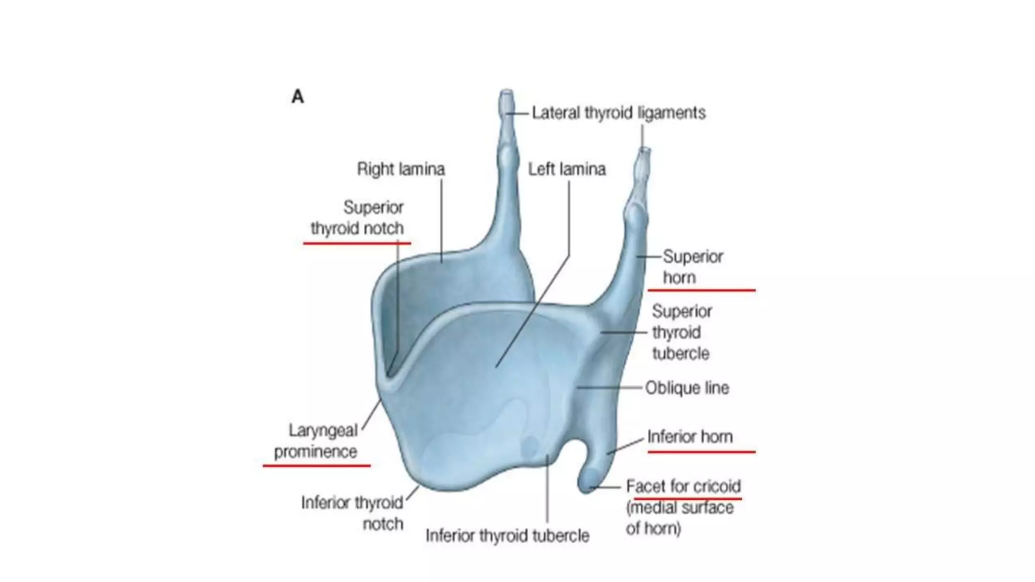 Anatomy of Larynx.pptx