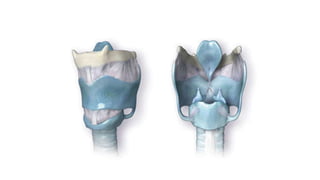 Anatomy of Larynx.pptx