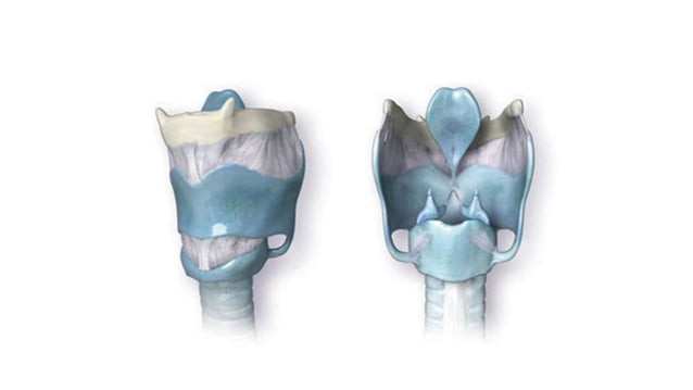 Anatomy of Larynx.pptx