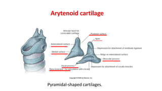 Anatomy of Larynx.pptx