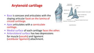 Anatomy of Larynx.pptx