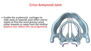 Anatomy of Larynx.pptx