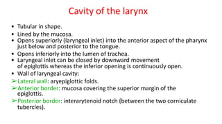 Anatomy of Larynx.pptx