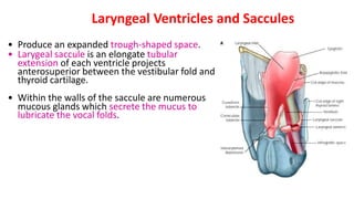 Anatomy of Larynx.pptx