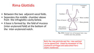Anatomy of Larynx.pptx