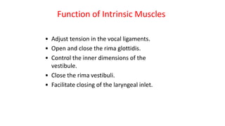 Anatomy of Larynx.pptx
