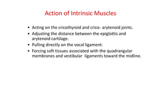 Anatomy of Larynx.pptx