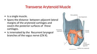 Anatomy of Larynx.pptx