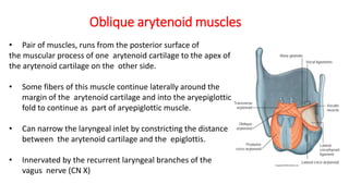Anatomy of Larynx.pptx