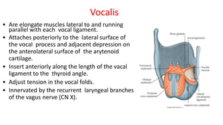 Anatomy of Larynx.pptx