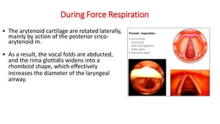 Anatomy of Larynx.pptx