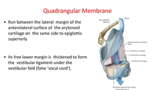 Vestibular Ligament