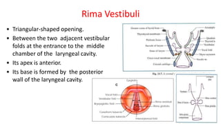 Rima Vestibuli