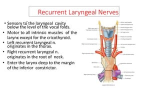 Cricothyroid Joint Recurrent Laryngeal Nerve