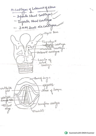 Larynx Notes Pdf Anatomy Subject Or Rachana Sharir Pdf