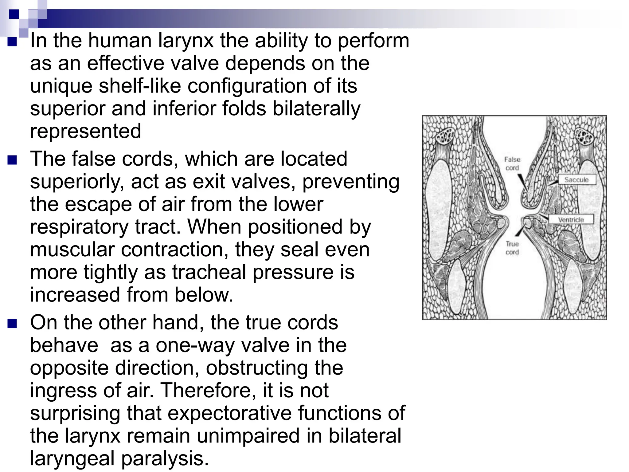 Larynx_Physiology of larynx ent presentat | PPT