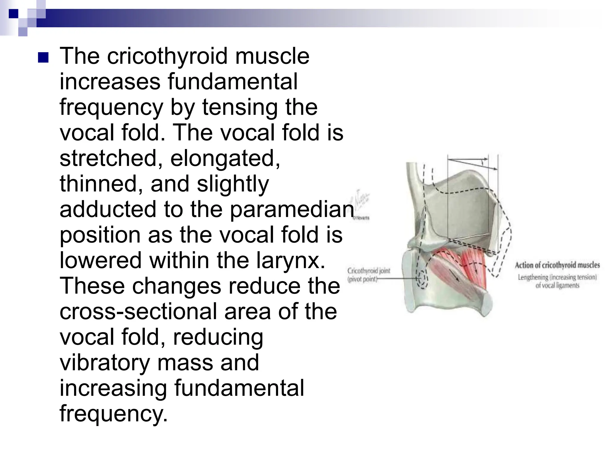 Larynx_Physiology of larynx ent presentat | PPT