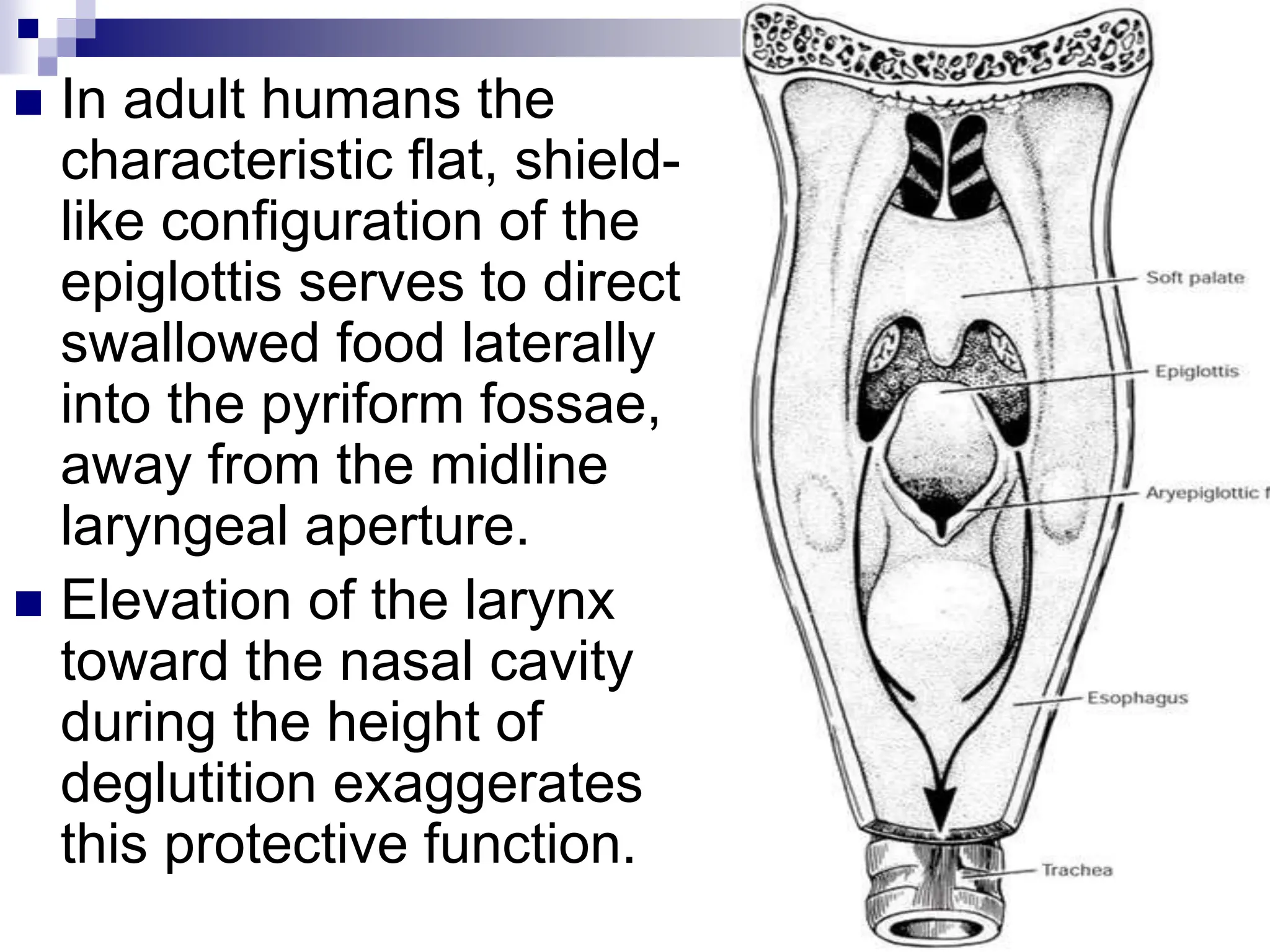 Larynx_Physiology of larynx ent presentat | PPT