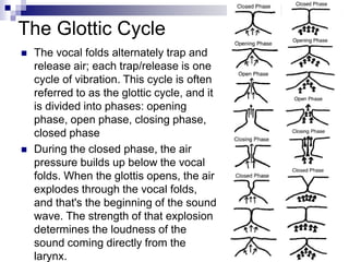 Larynx_Physiology of larynx ent presentat | PPT