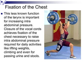 Larynx_Physiology of larynx ent presentat | PPT