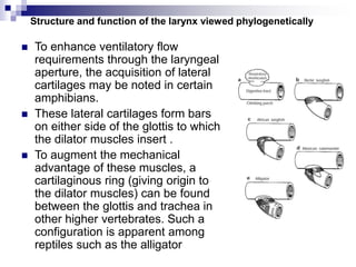Larynx_Physiology of larynx ent presentat | PPT