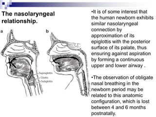Larynx_Physiology of larynx ent presentat | PPT