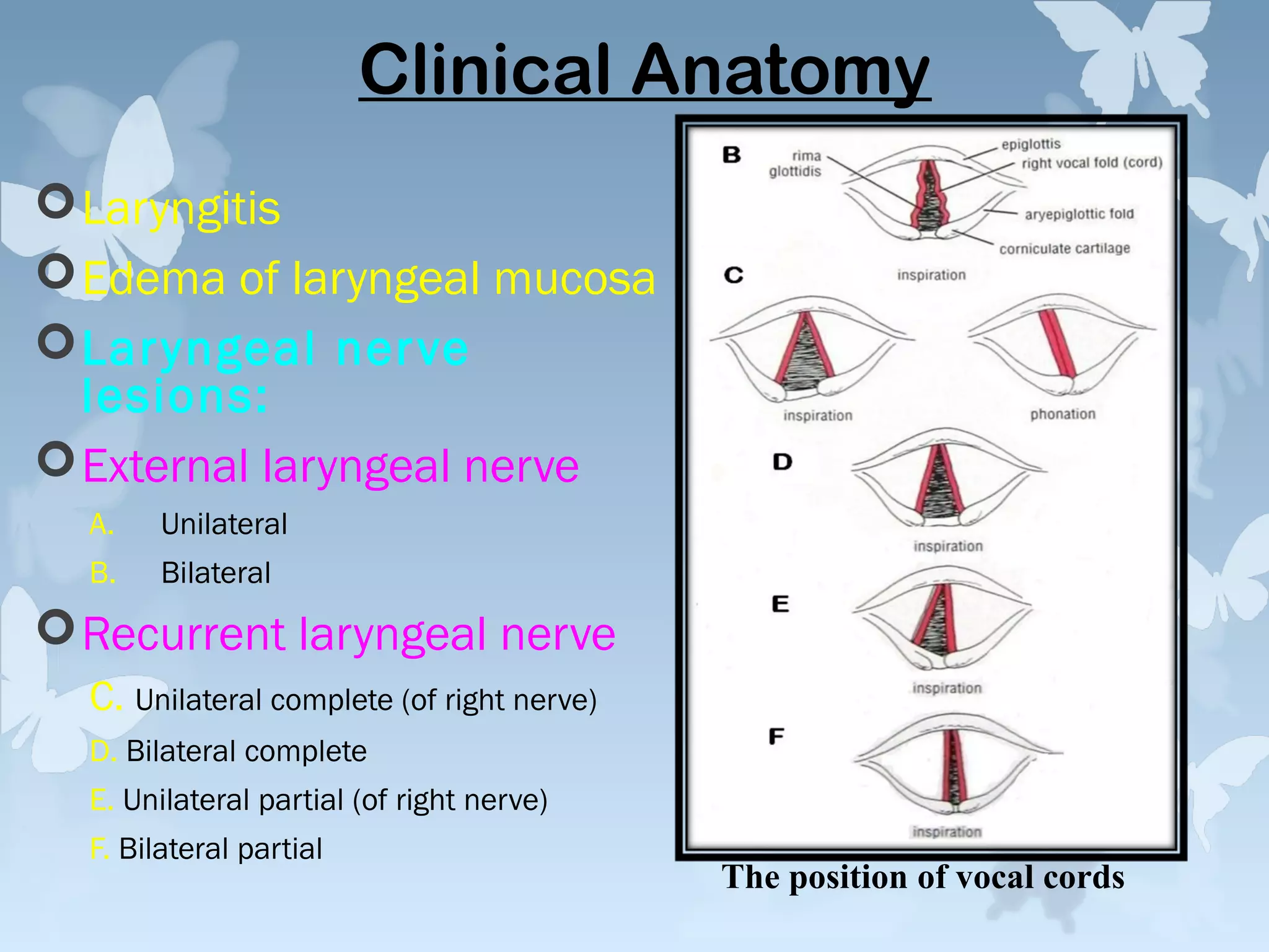 Larynx (Human Anatomy) Medical Presentation | PPT