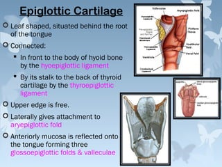 Larynx (Human Anatomy) Medical Presentation | PPT