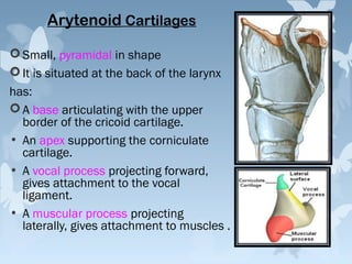 Larynx (Human Anatomy) Medical Presentation | PPT