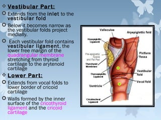Larynx (Human Anatomy) Medical Presentation | PPT