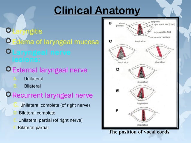 Larynx (Human Anatomy) Medical Presentation | PPT