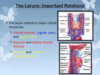 Larynx (Human Anatomy) Medical Presentation | PPT