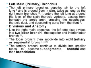 Larynx, trachea & bronchi | PPT
