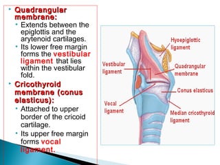 Larynx, trachea & bronchi | PPT