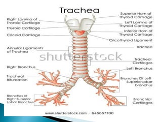 Annular Ligament Trachea