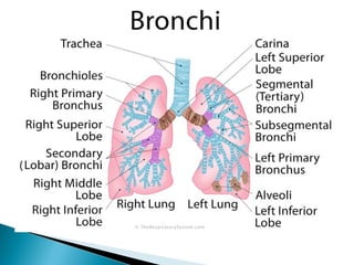 Primary Bronchi
