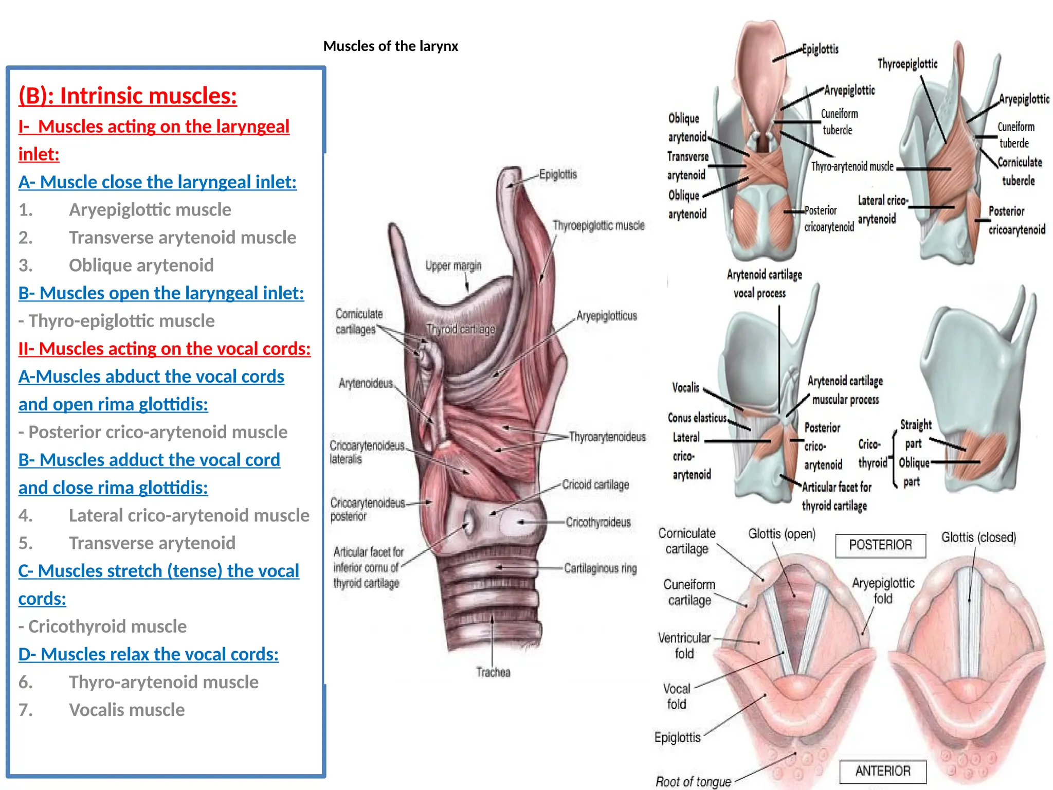 anatomy of larynx , trachea and bronchi ppt. | PPT