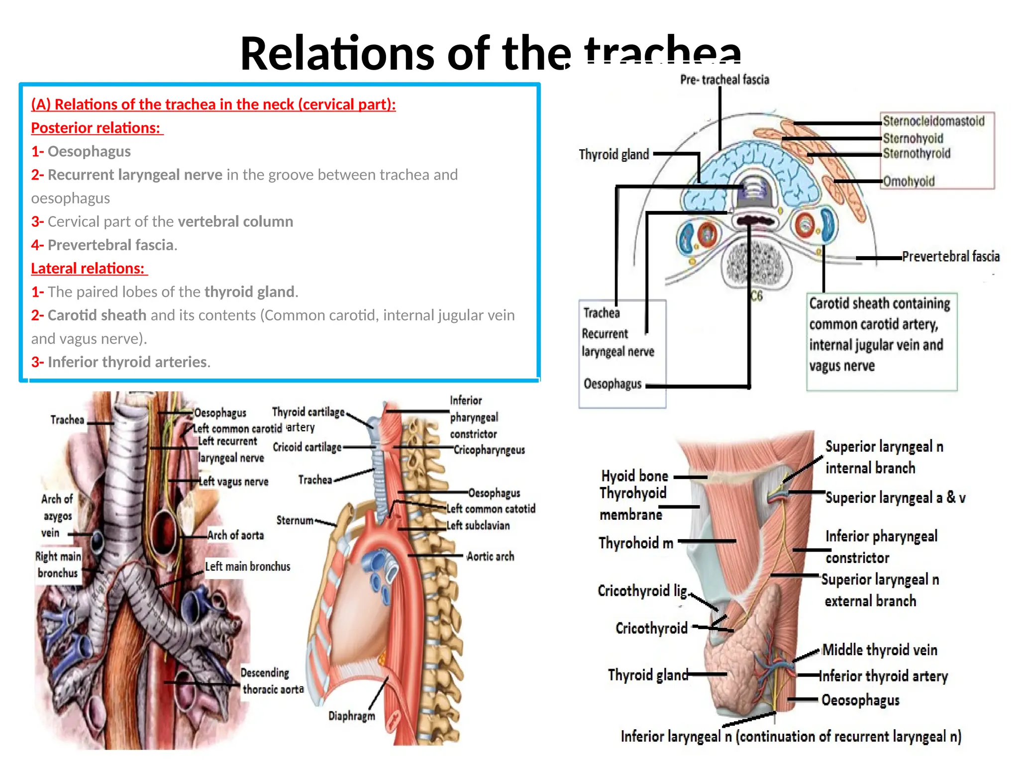 anatomy of larynx , trachea and bronchi ppt. | PPT