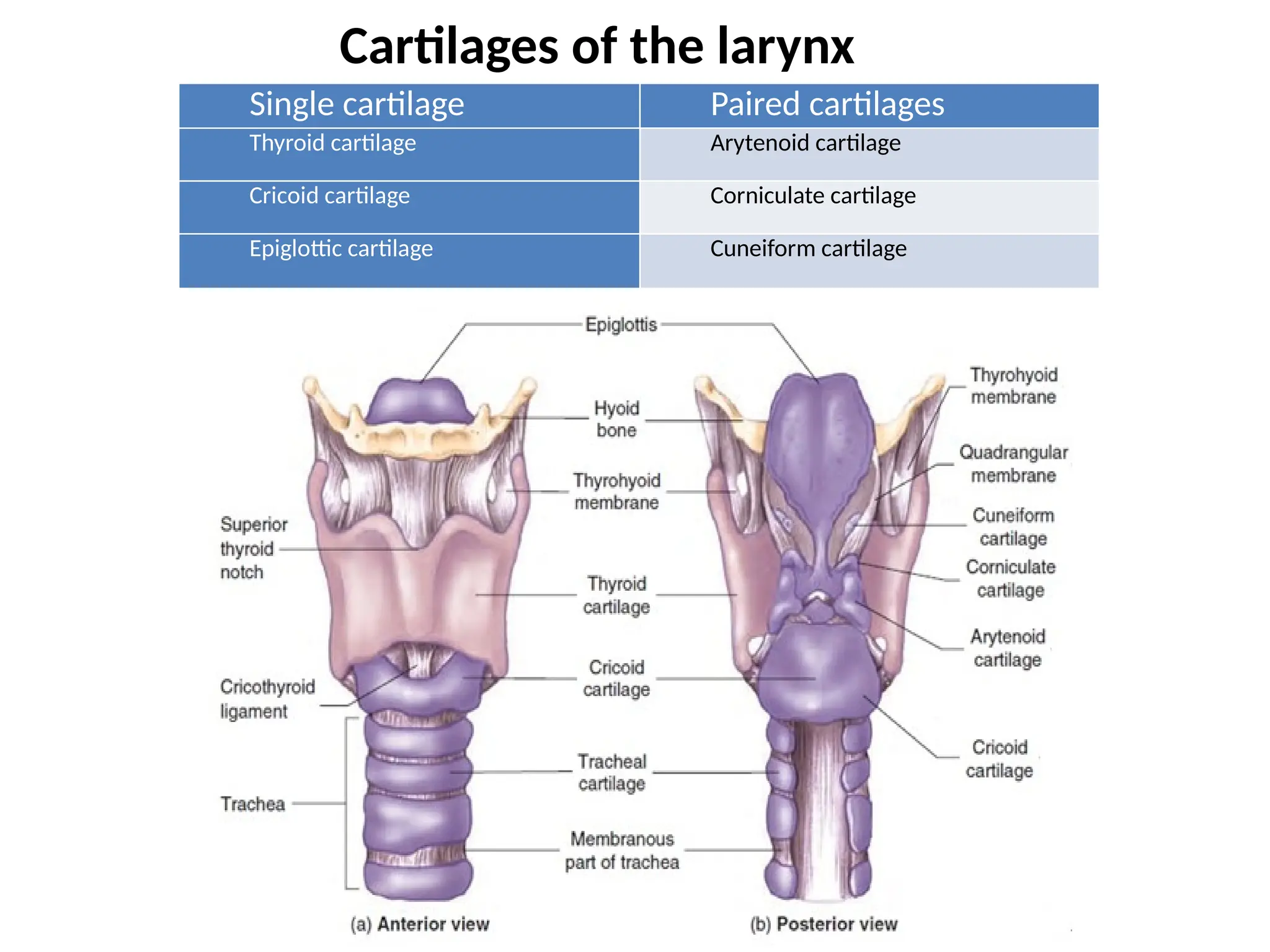anatomy of larynx , trachea and bronchi ppt. | PPT