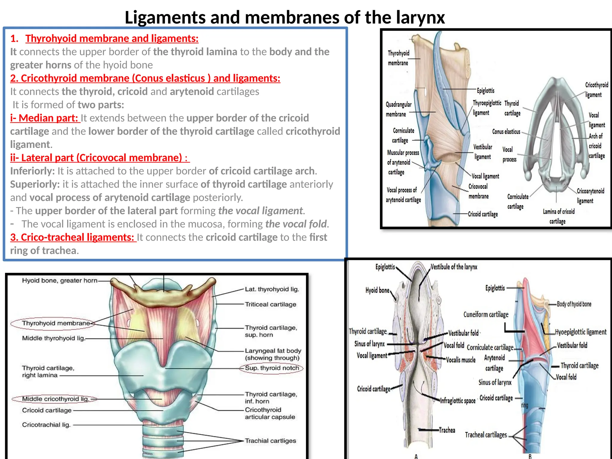 anatomy of larynx , trachea and bronchi ppt. | PPT