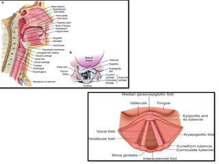 anatomy of larynx , trachea and bronchi ppt. | PPTX