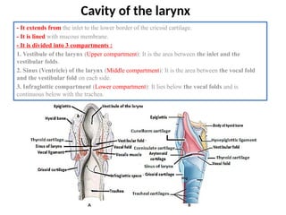 anatomy of larynx , trachea and bronchi ppt. | PPT